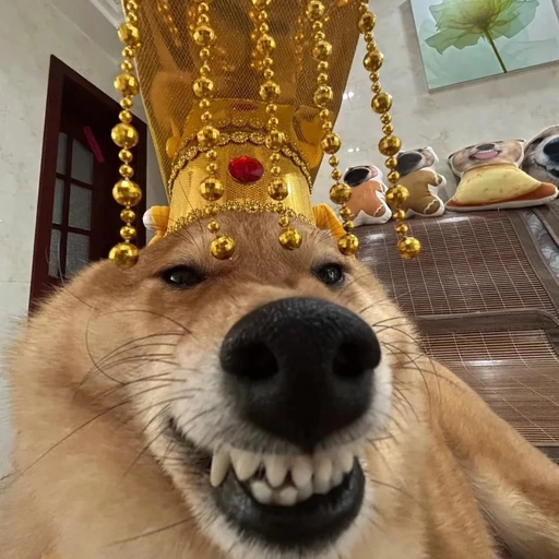 220+ Funny PFP picks that will brighten your socials